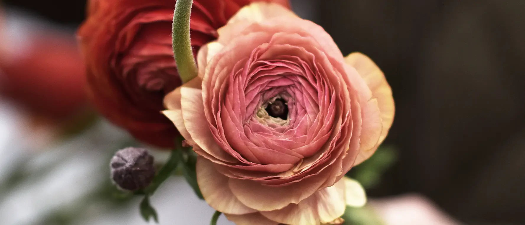 Grow & Plant Butterfly Ranunculus: A Grower’s Guide – Zetas Garden ...