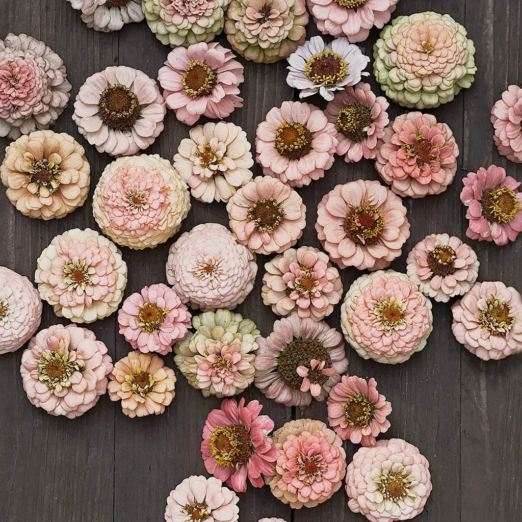 Zinnia – Zetas Garden - Online Store