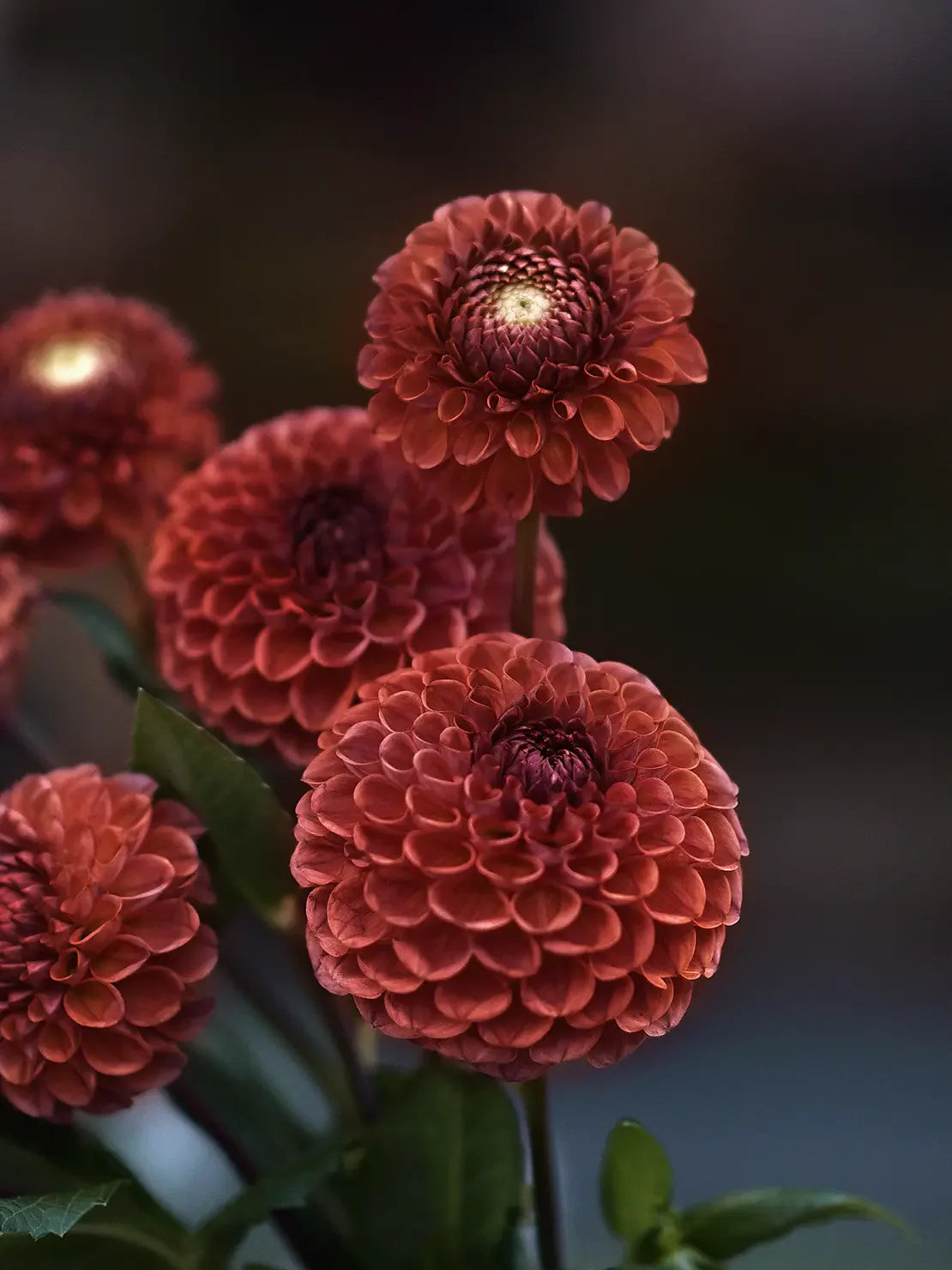Dahlia 'Copper Boy' – Zetas Garden - Online Store