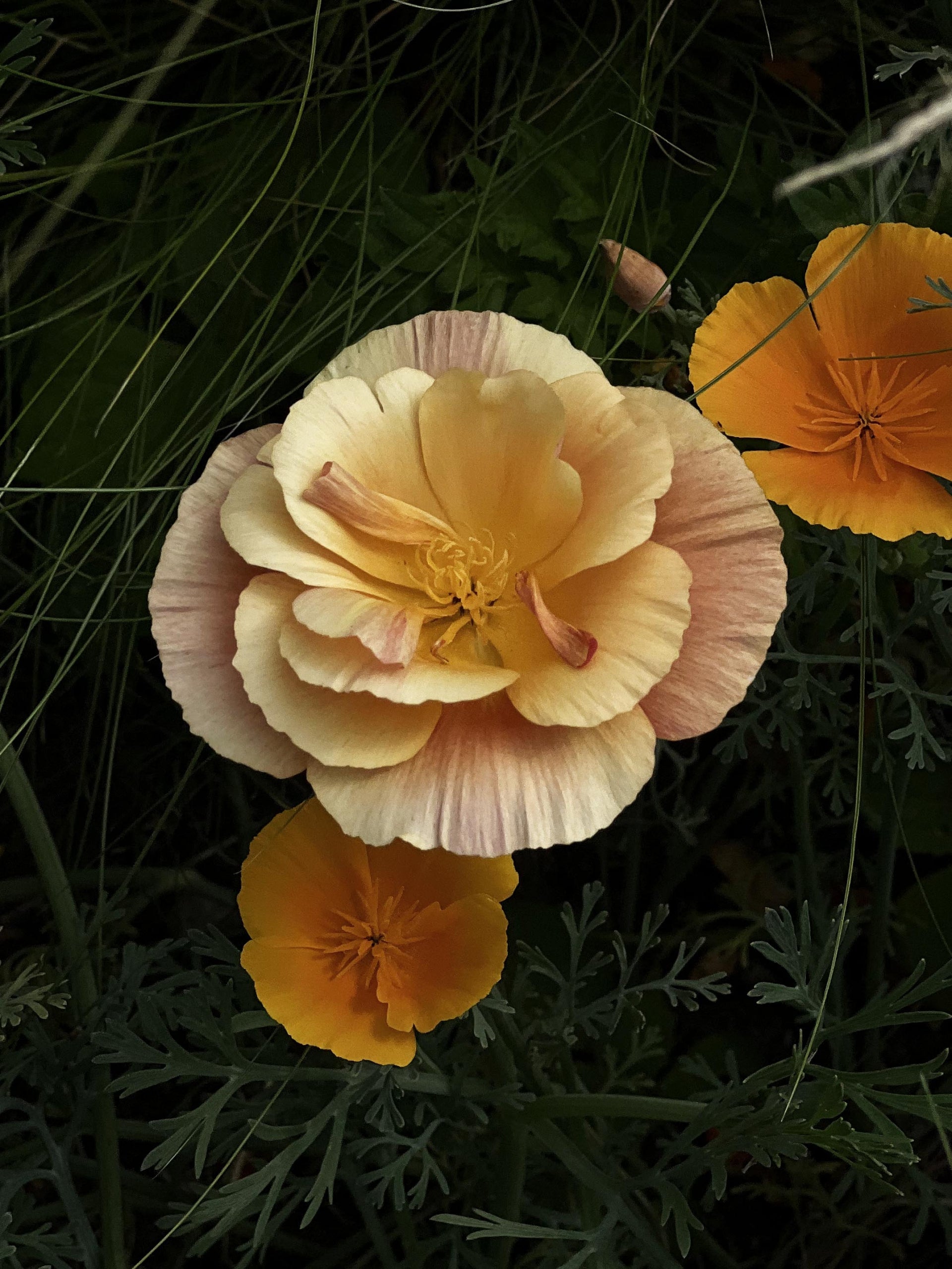 California Poppy 'Thai Silk Apricot Chiffon' – Zetas Garden - Online Store