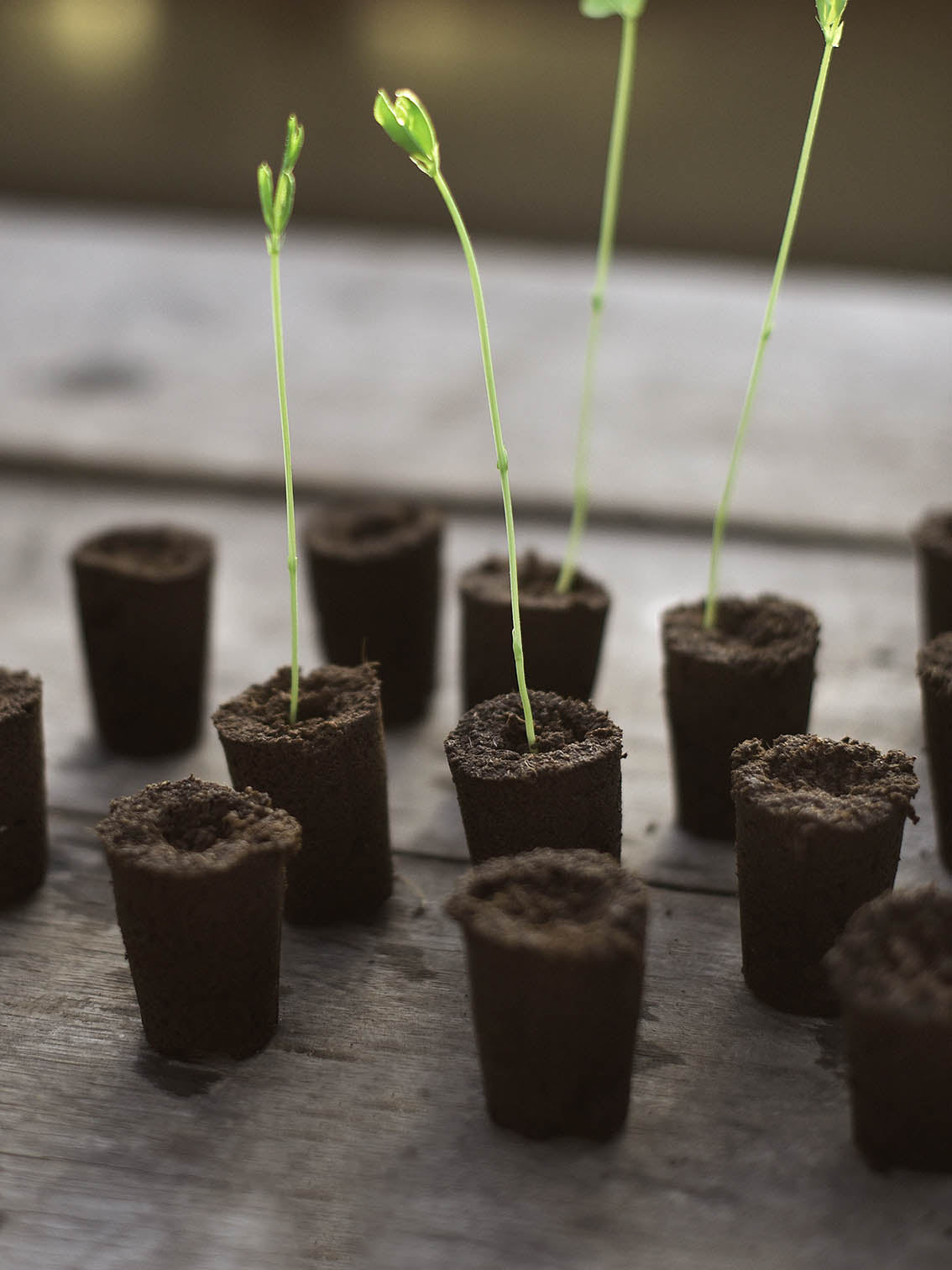 Plant plugs 42 pcs – Zetas Garden - Online Store
