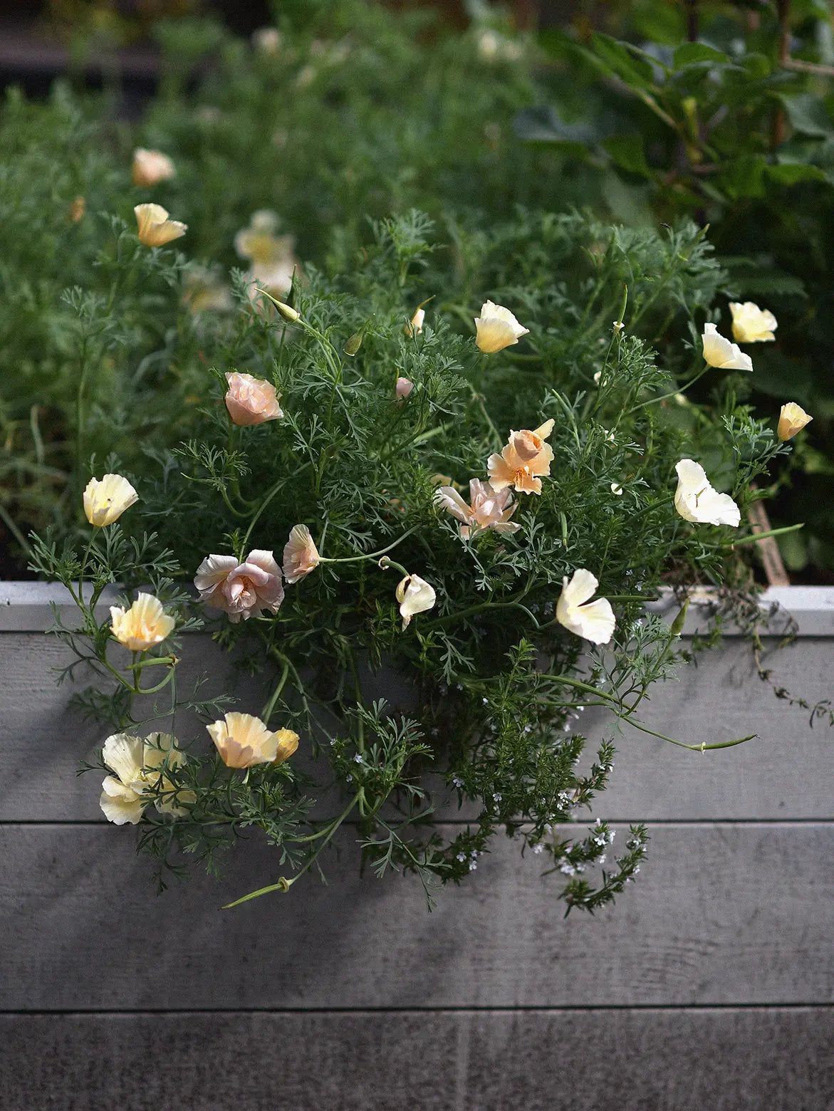 California Poppy 'Thai Silk Pink Champagne' – Zetas Garden - Online Store