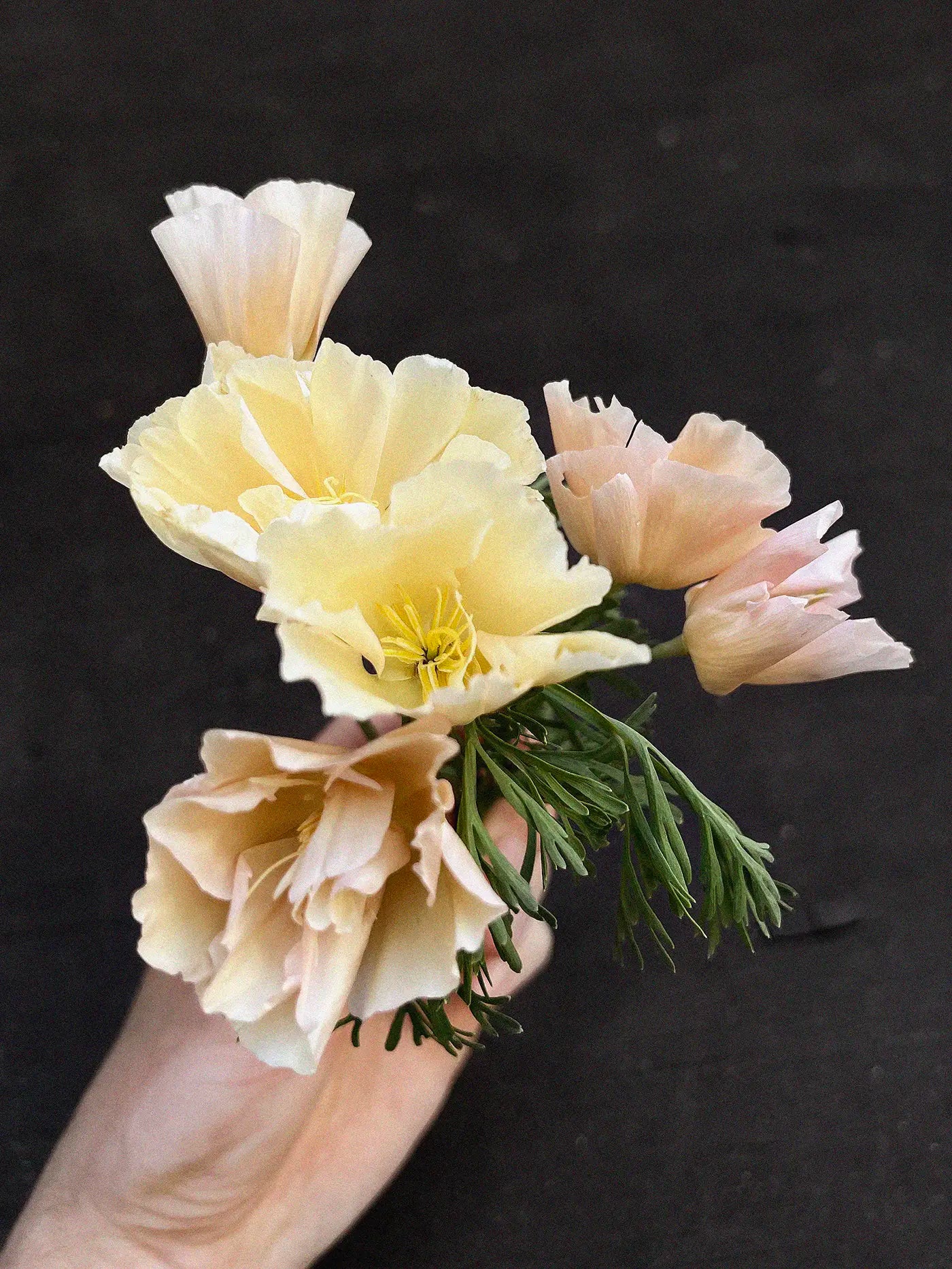 California Poppy 'Thai Silk Pink Champagne' – Zetas Garden - Online Store
