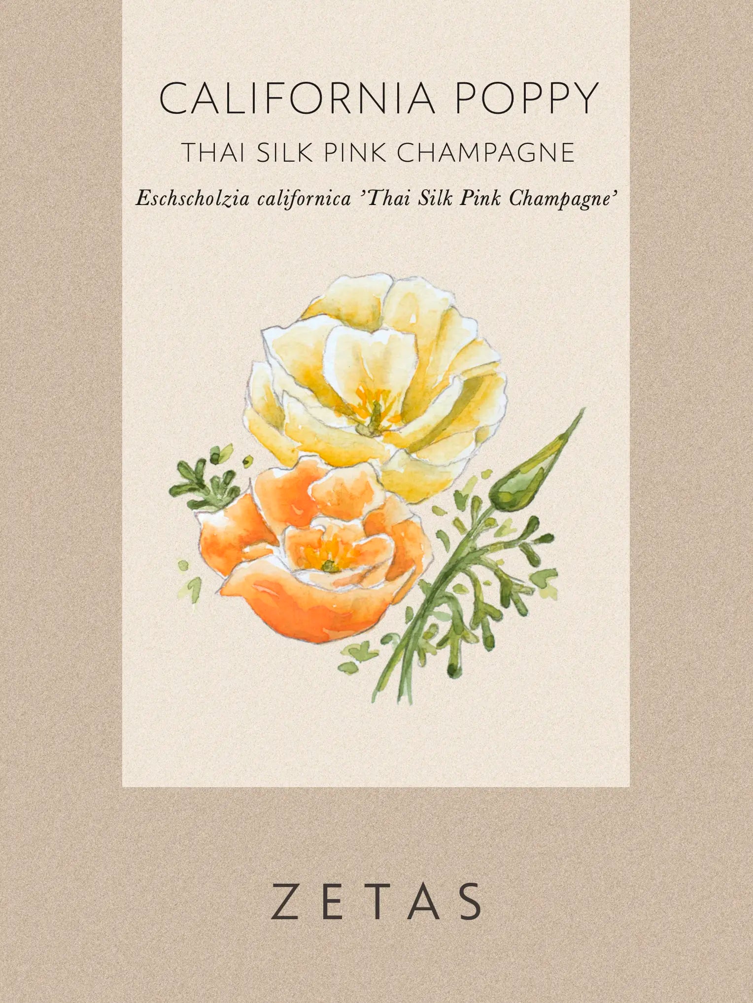 California Poppy 'Thai Silk Pink Champagne' – Zetas Garden - Online Store