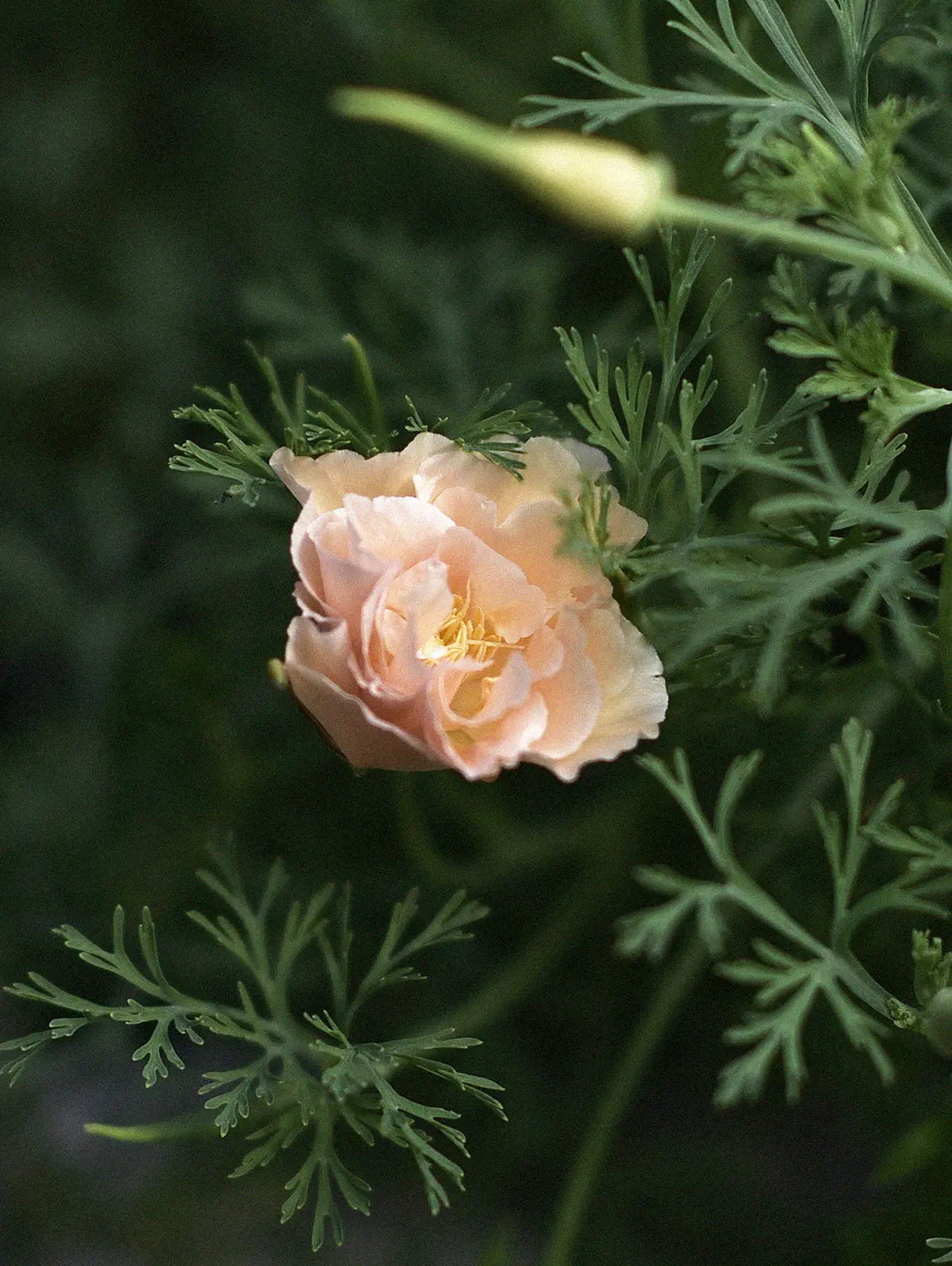 California Poppy 'Thai Silk Pink Champagne' – Zetas Garden - Online Store