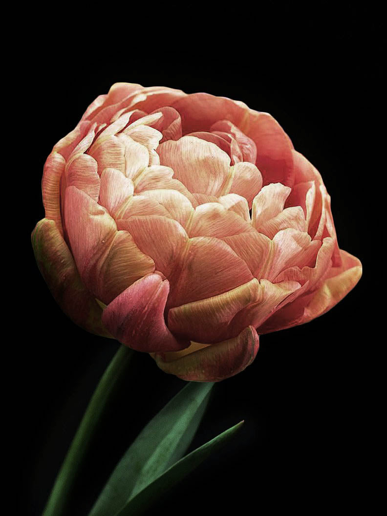Tulip 'Copper Image' – Zetas Garden - Online Store